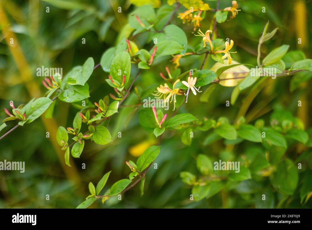 Honeysuckle climbing plant in bloom with sweet scent Stock Photo - Alamy
