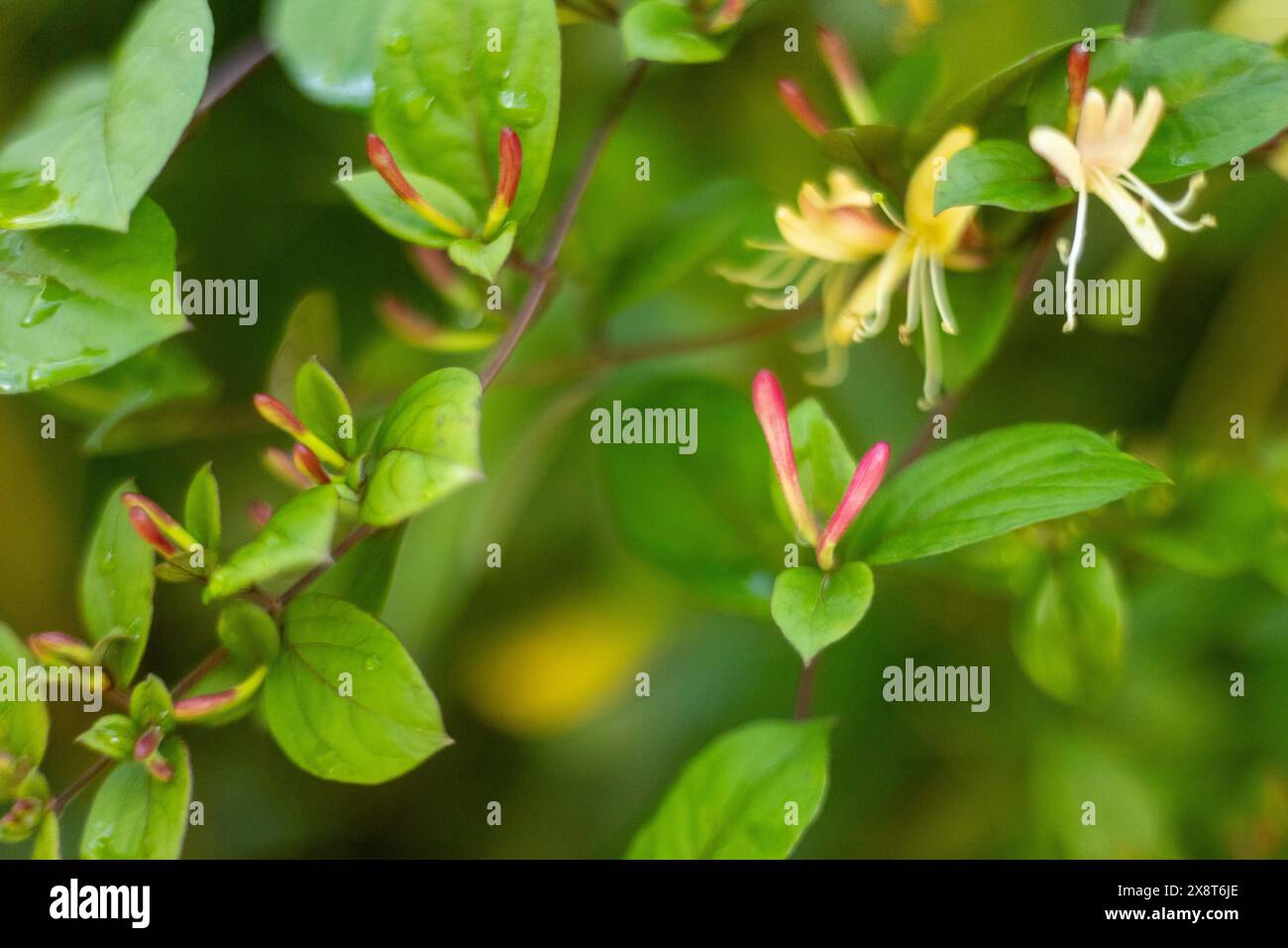 Honeysuckle climbing plant in bloom with sweet scent Stock Photo - Alamy