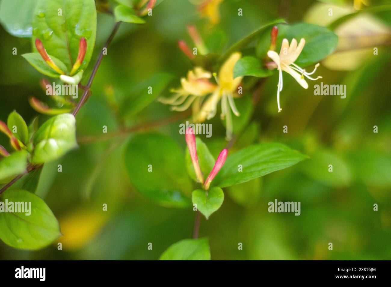 Honeysuckle climbing plant in bloom with sweet scent Stock Photo - Alamy
