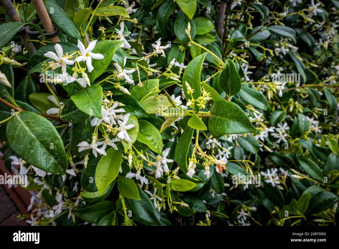 Jasmine bush with white flowers. JAsmine is a summer-flowering climber ...