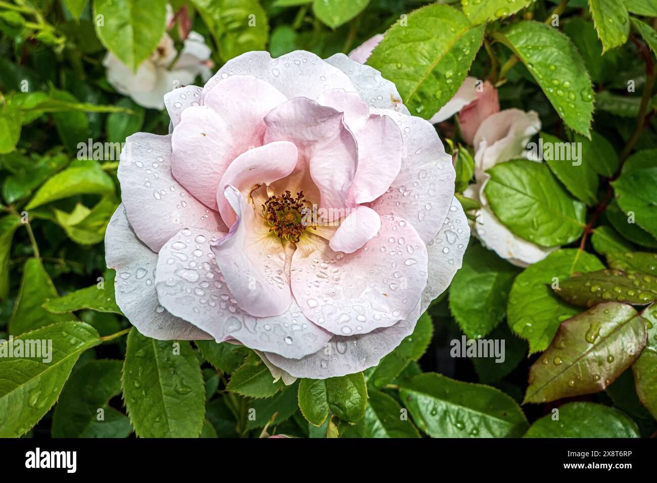 Semi pink rose flower named Many Happy Returns covered in raindrops ...