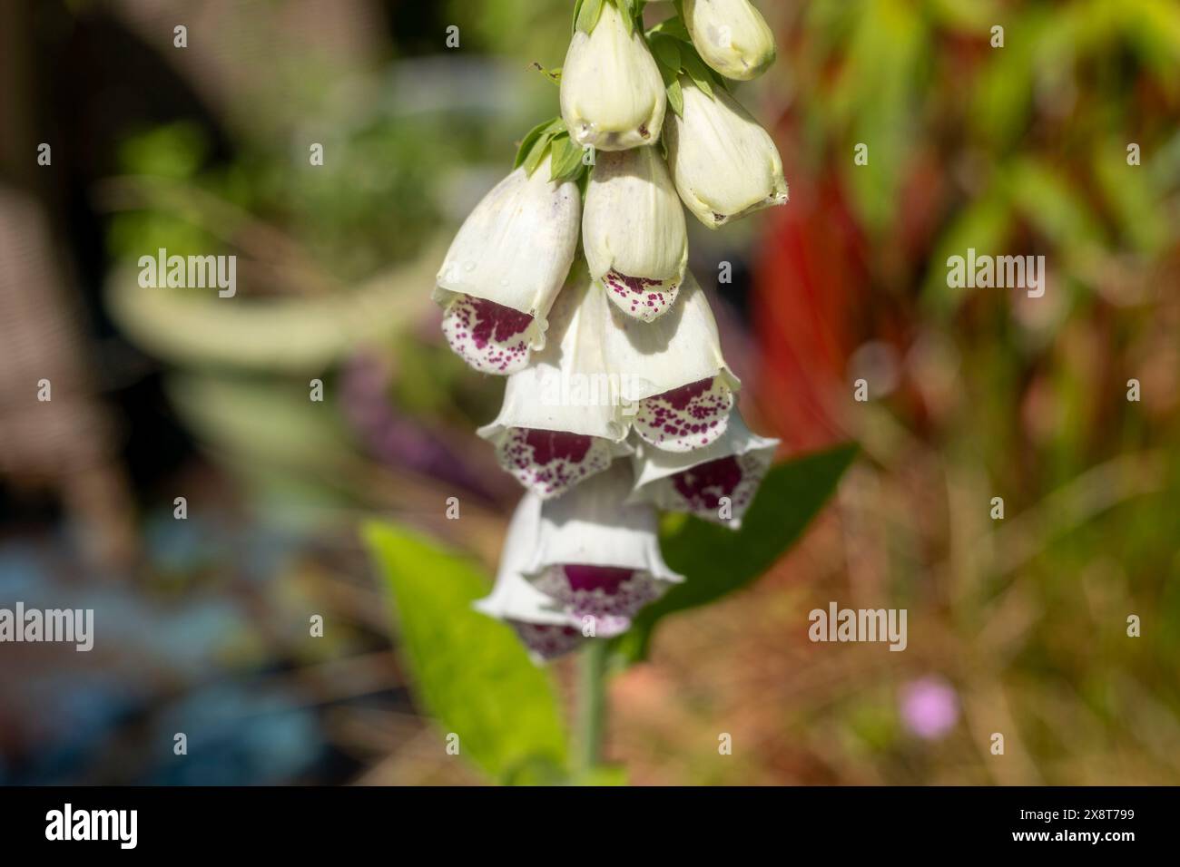 Foxglove Digitalis Dalmatian White Stock Photo - Alamy
