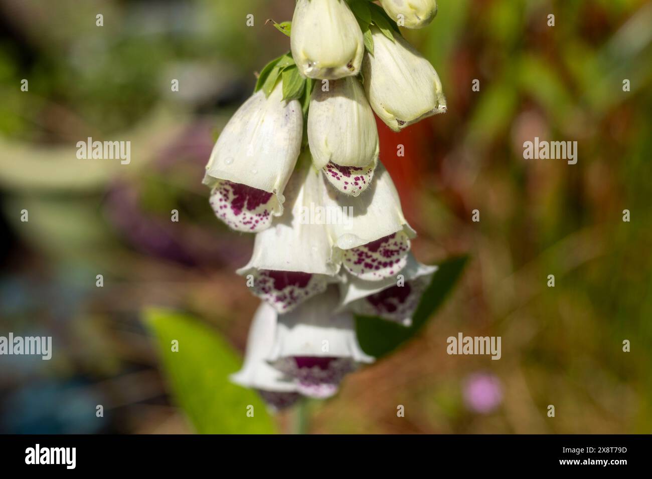 Foxglove Digitalis Dalmatian White Stock Photo - Alamy