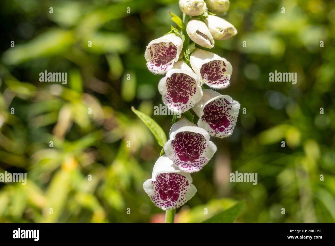 Foxglove Digitalis Dalmatian White Stock Photo - Alamy