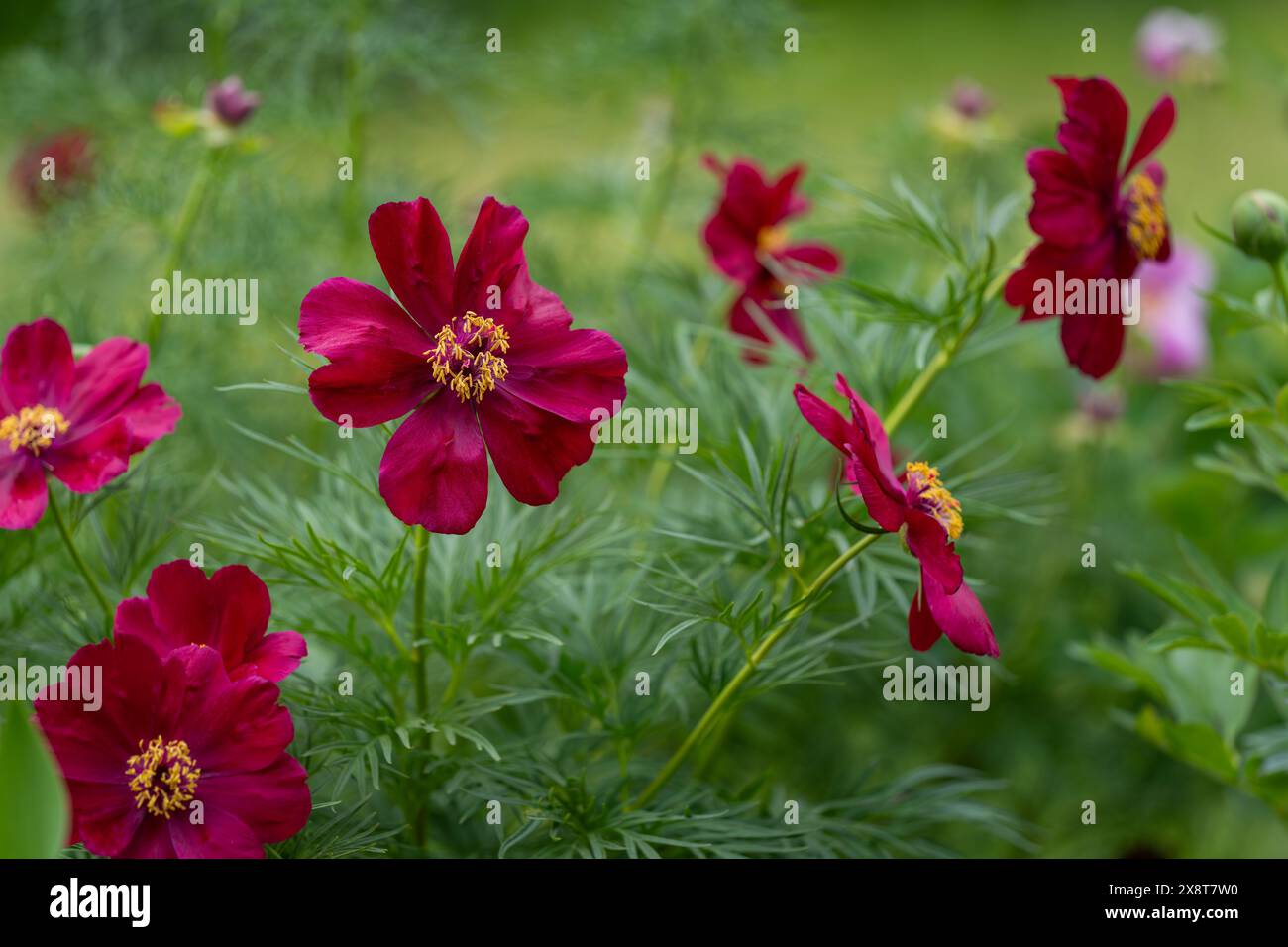 Steppe peony or the fern leaf peony background. Close-up of fine-leaved ...