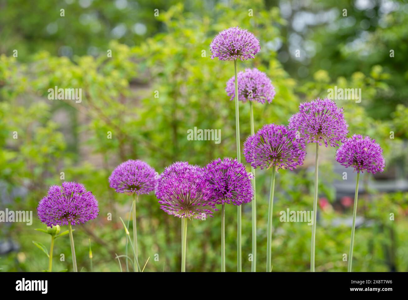 Purple allium flowers growing in a garden. Giant Onion flower (Allium ...