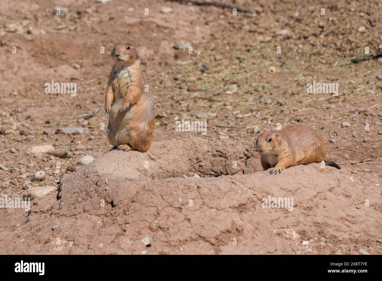 Two prairie dogs on their hole Stock Photo - Alamy