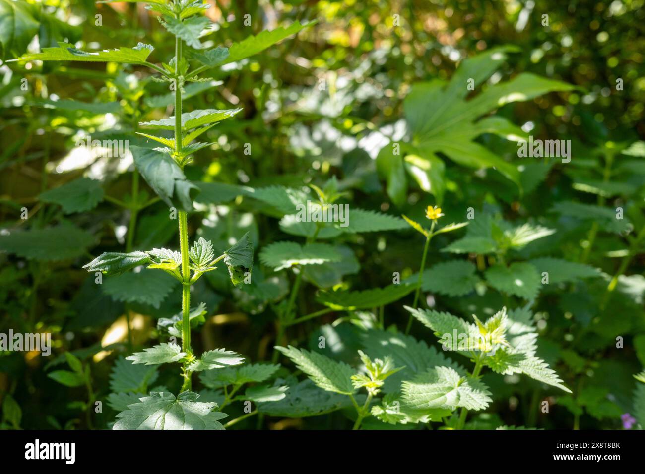 Invasive nettles hi-res stock photography and images - Alamy