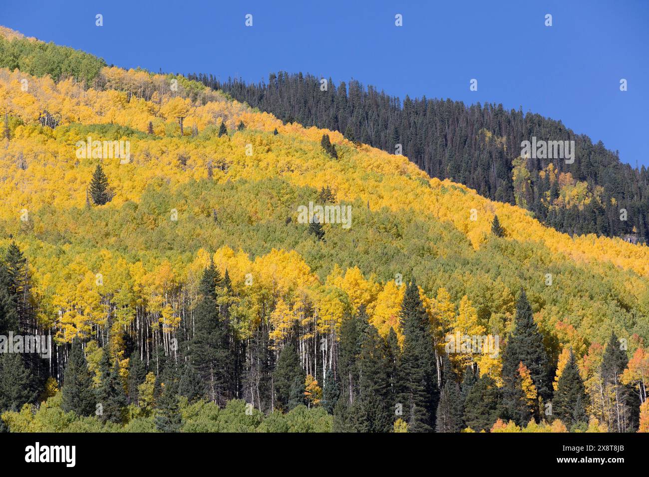 Fall Colors, near Ouray, Colorado, USA Stock Photo - Alamy