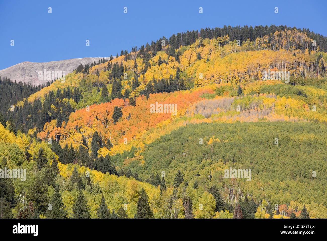 Fall Colors, near Ouray, Colorado, USA Stock Photo - Alamy