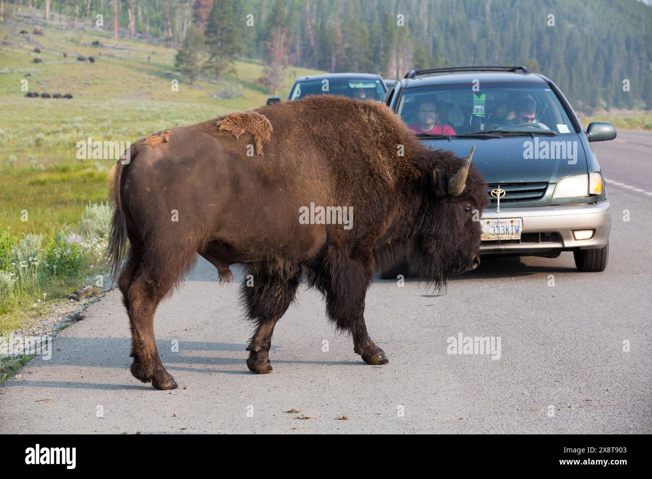 USA, Wyoming, Yellowstone National Park, Hayden Valley, Bison (latin ...