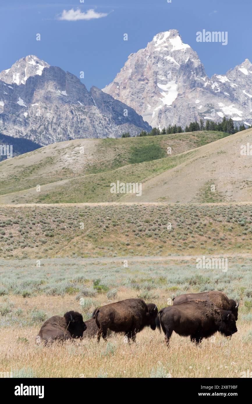 USA, Wyoming, Grand Teton National Park, American Bison (Latin: Bison ...