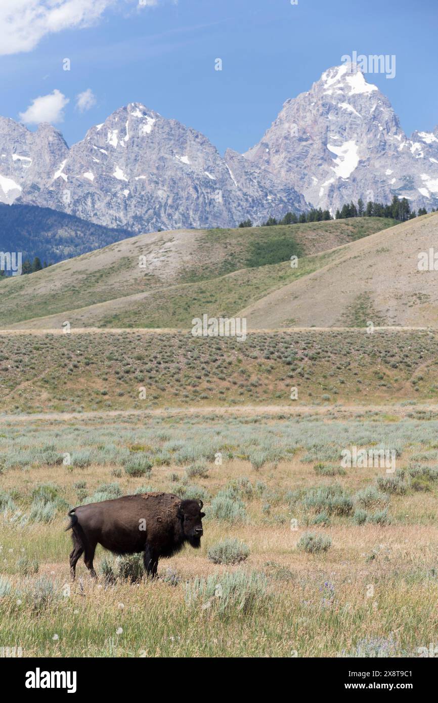USA, Wyoming, Grand Teton National Park, American Bison (Latin: Bison ...