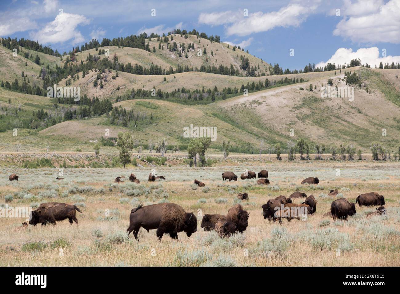 USA, Wyoming, Grand Teton National Park, American Bison (Latin: Bison ...