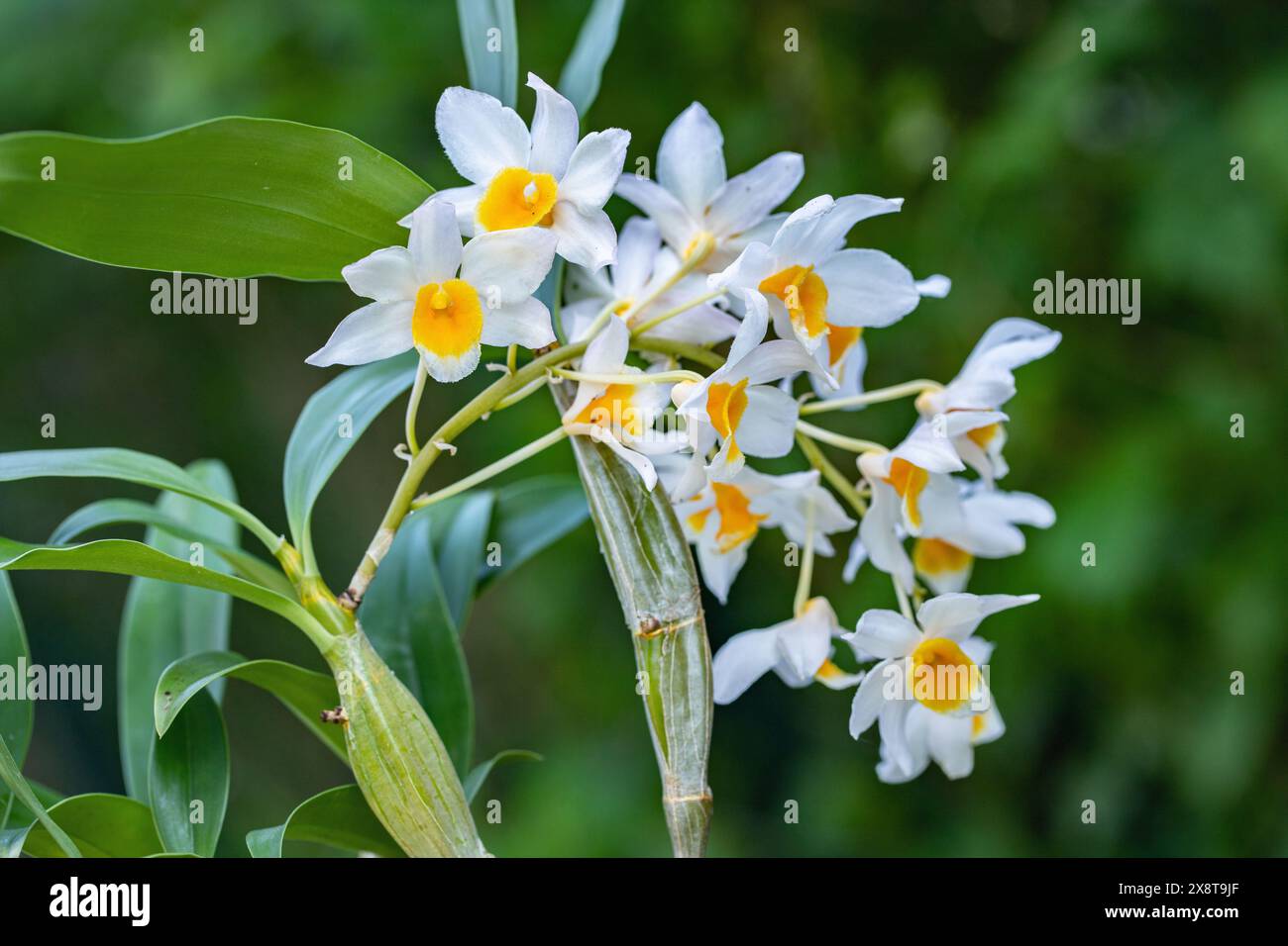 Dendrobium griffithianum x farmeri in bloom. Orchid hybrid Stock Photo ...