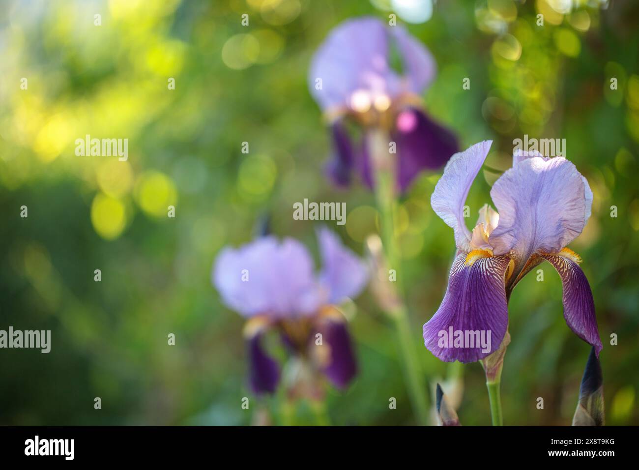 German iris (Iris germanica) in bloom. Space for your text Stock Photo ...