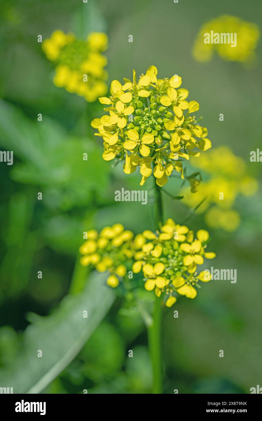 Yellow inflorescence of the white mustard plant (Sinapis alba Stock ...