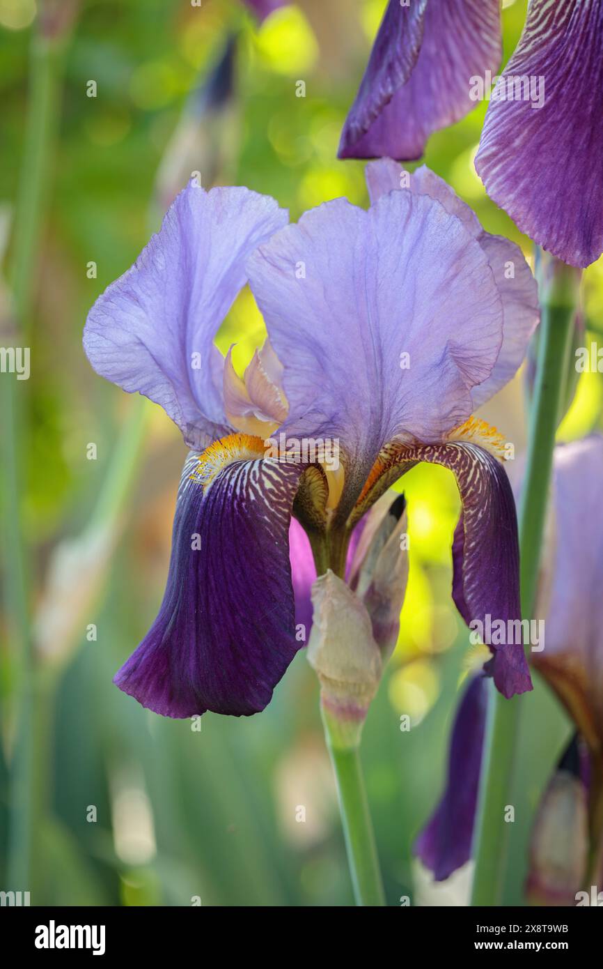 Iris germanica in bloom hi-res stock photography and images - Alamy