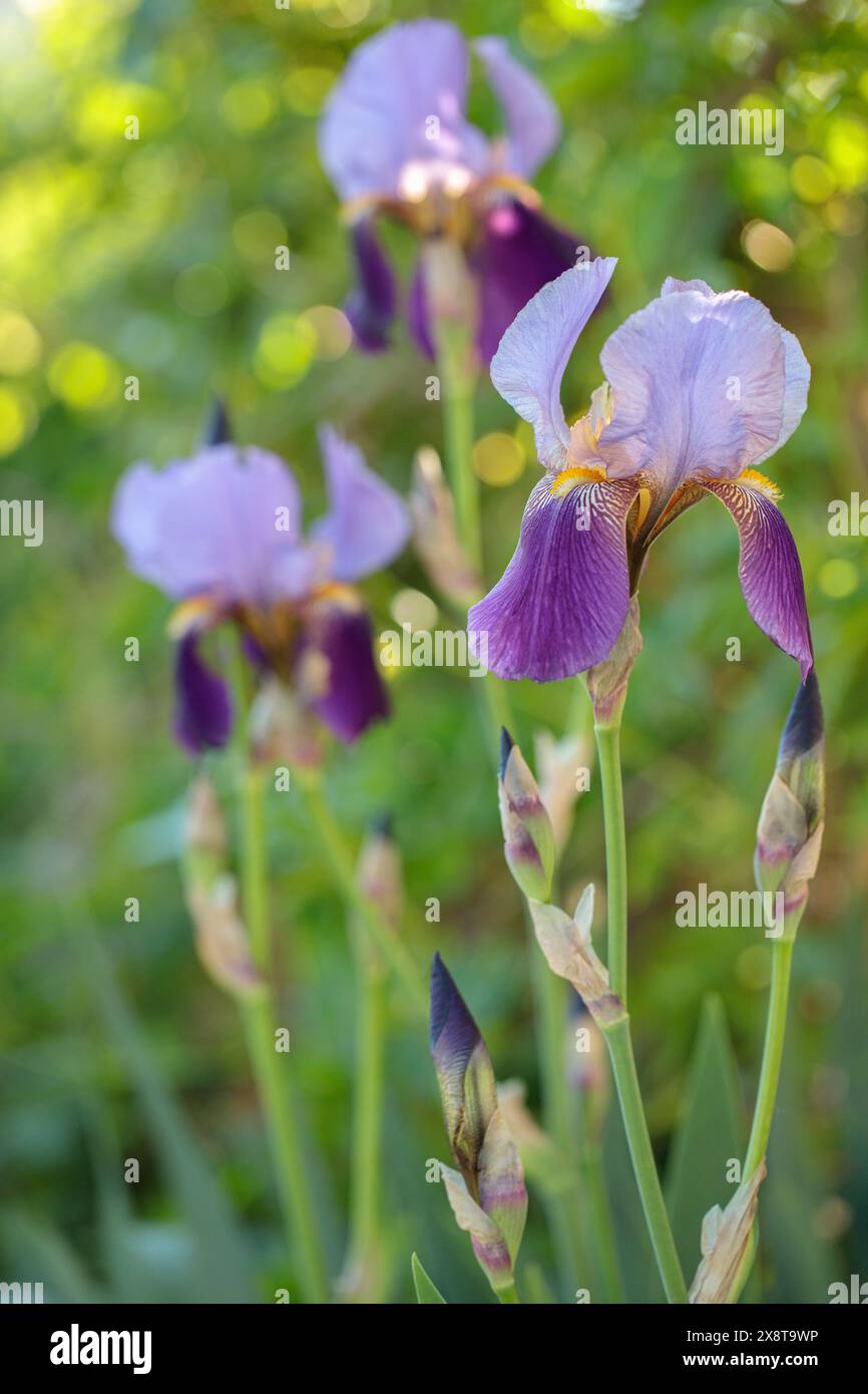 German iris (Iris germanica) in bloom Stock Photo - Alamy