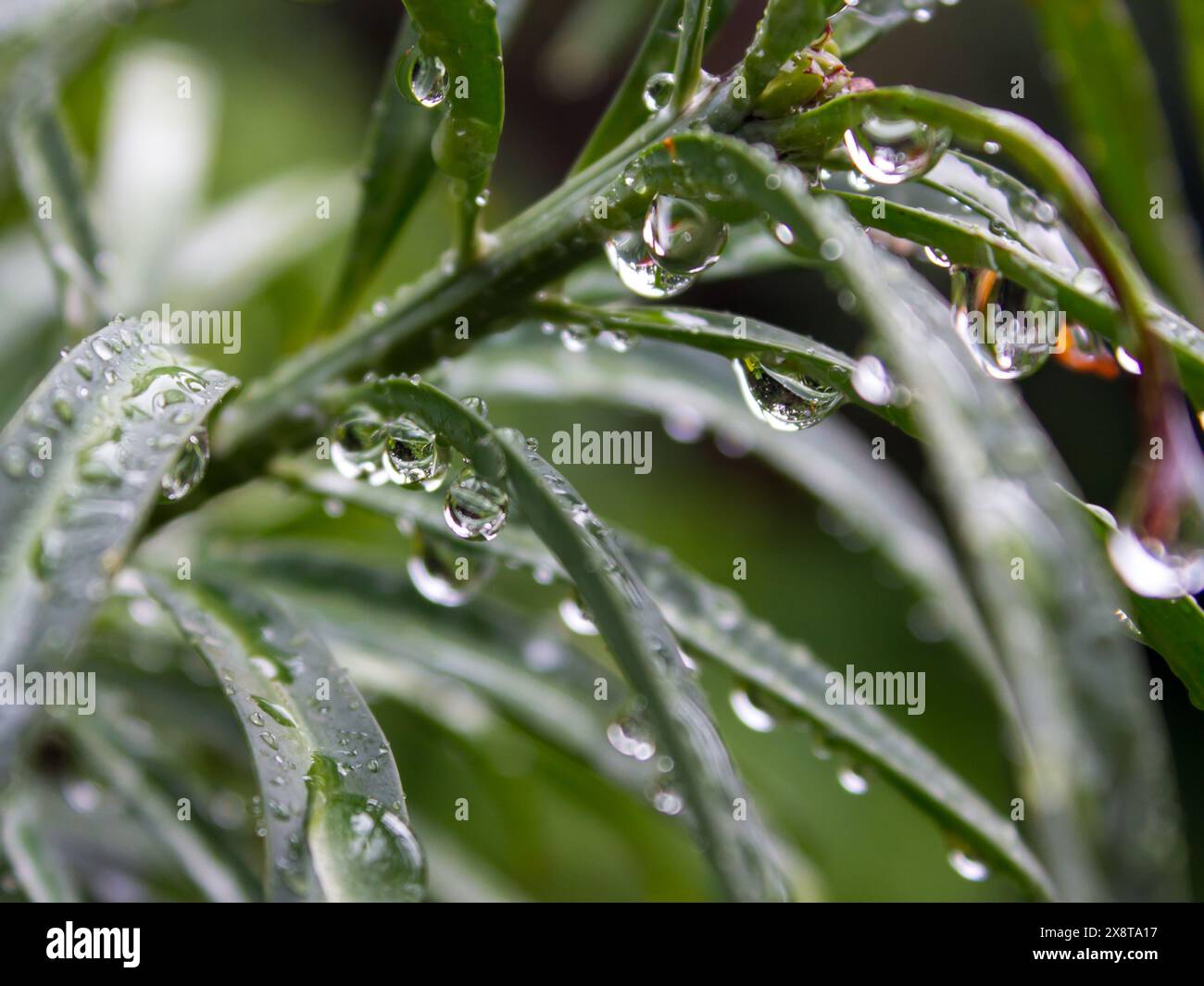 Shiny waterdrops among the elongated leaves of the Henkel's Yellowwood ...