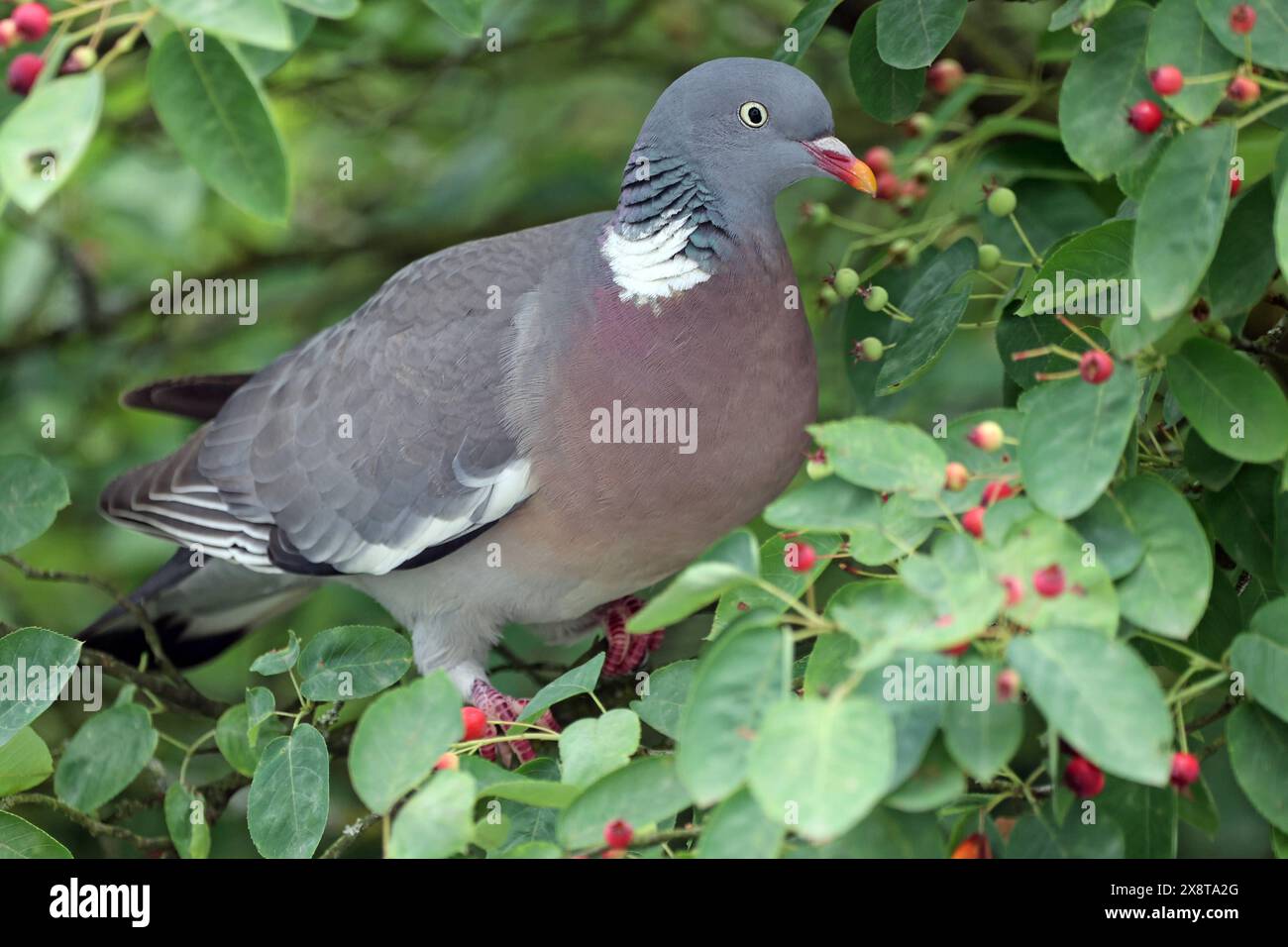 Taube im wald hi-res stock photography and images - Alamy