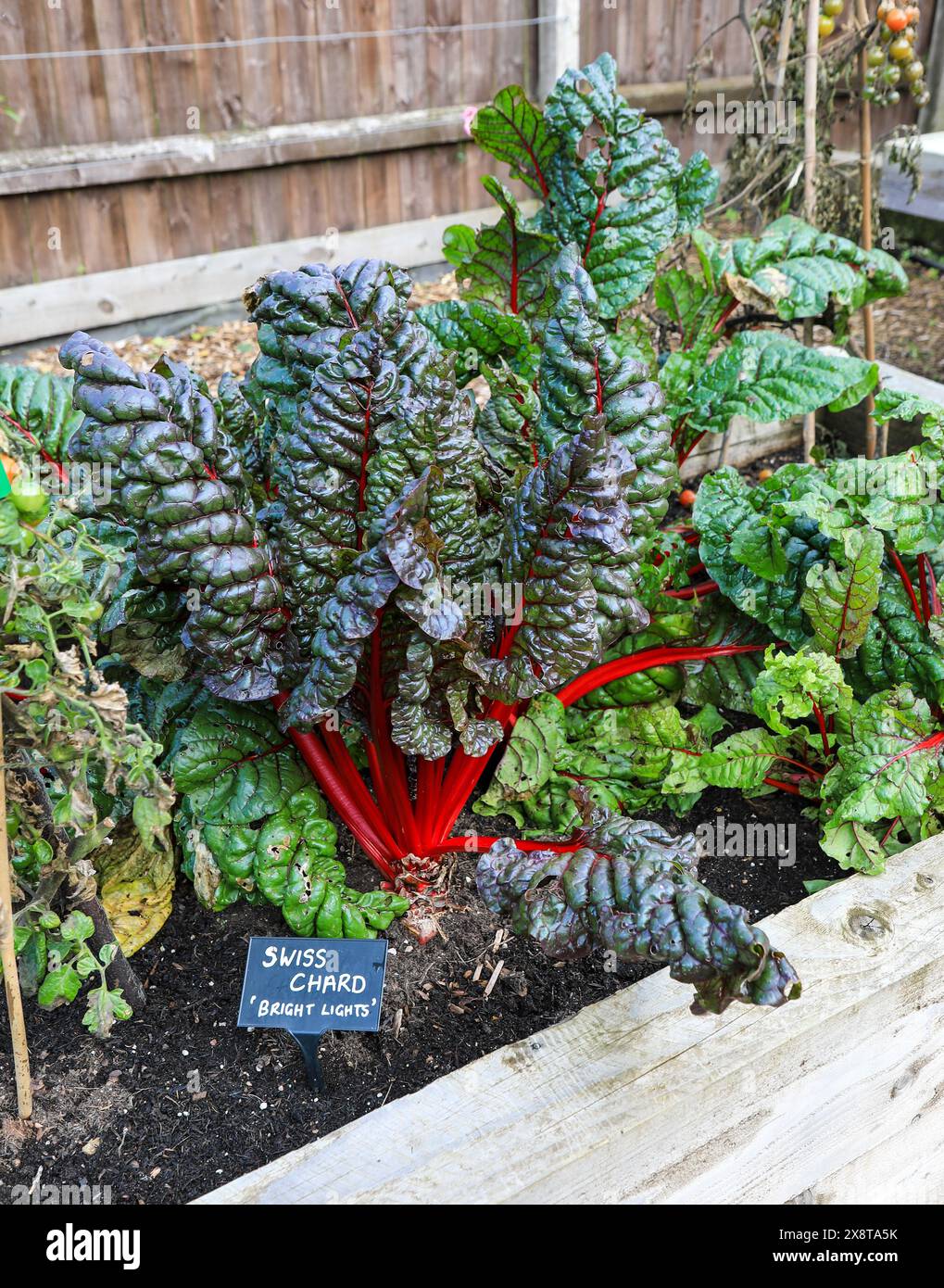 Swiss chard hi-res stock photography and images - Alamy