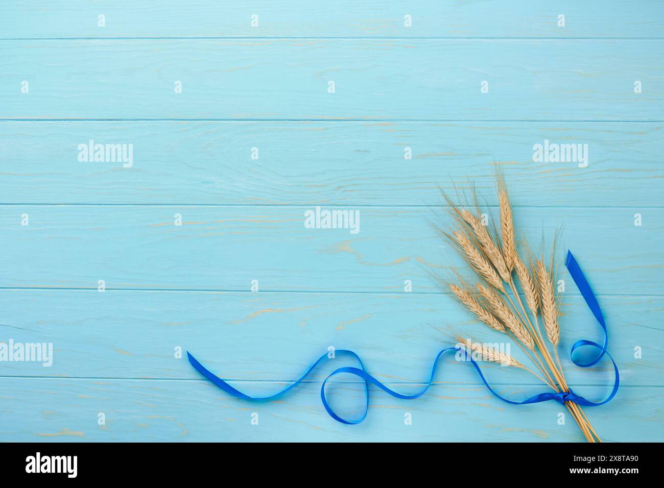 Shavuot jewish background. Ripe wheat crops bouquet with blue ribbon ...