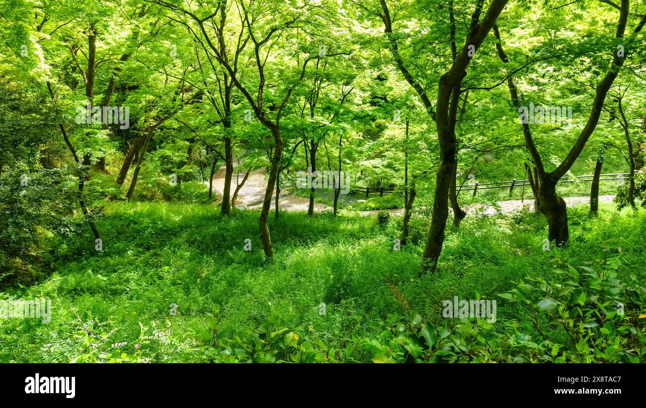 Beautiful spring scenery and the mountains where Kiyomizu Temple is ...