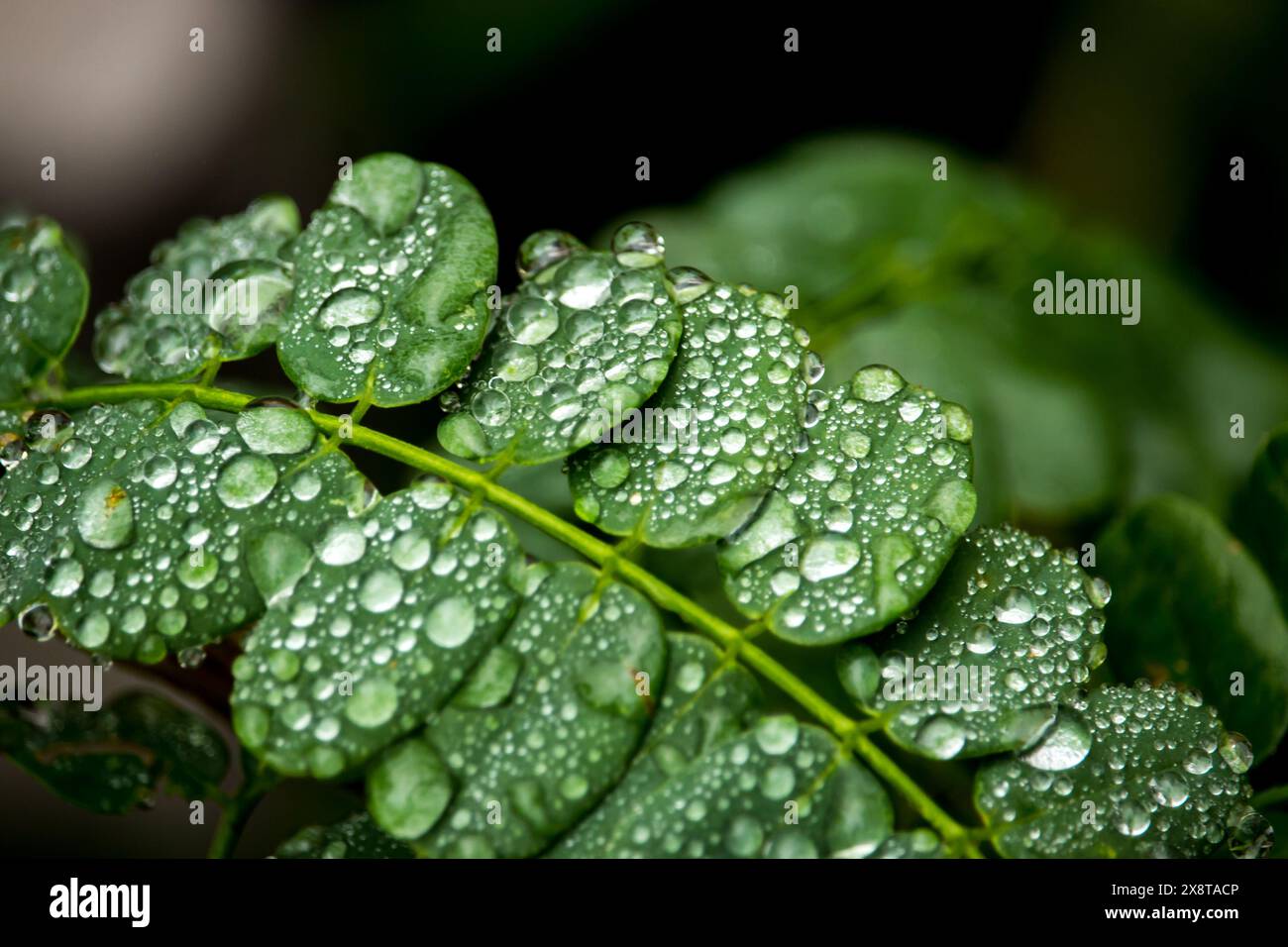 Waterdrops on a composite leaf Stock Photo - Alamy