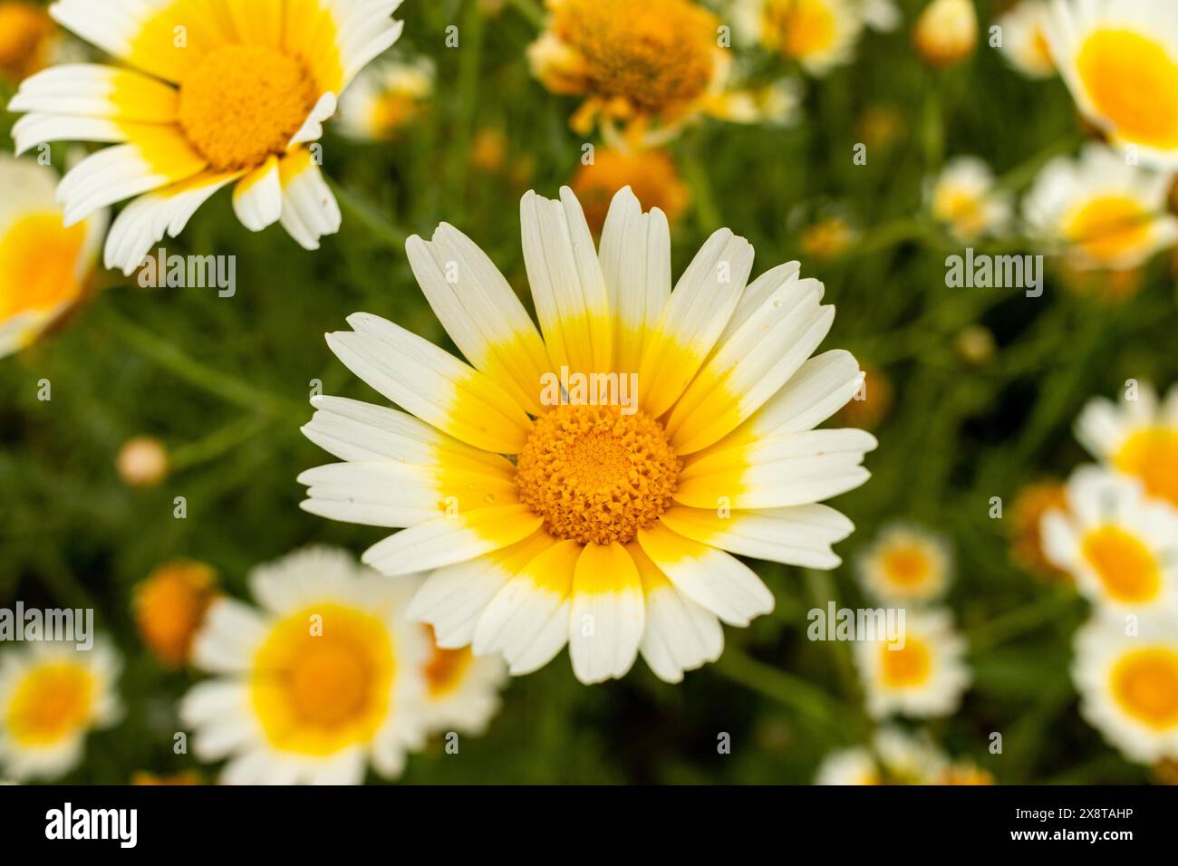 Daisy close up in the meadow Stock Photo - Alamy