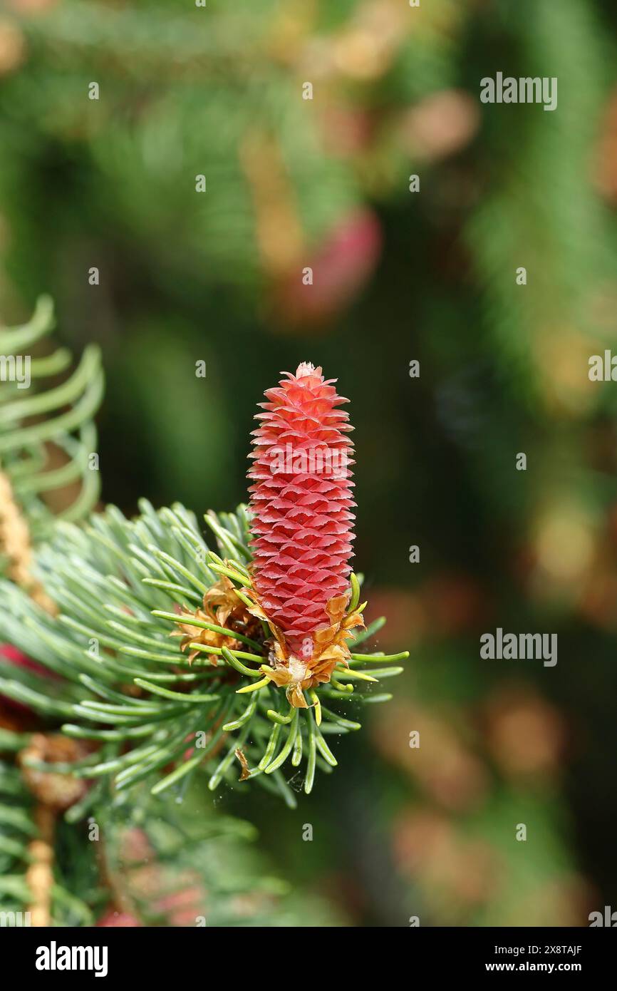 European spruce (Picea abies), inflorescence, female flower, becomes a ...
