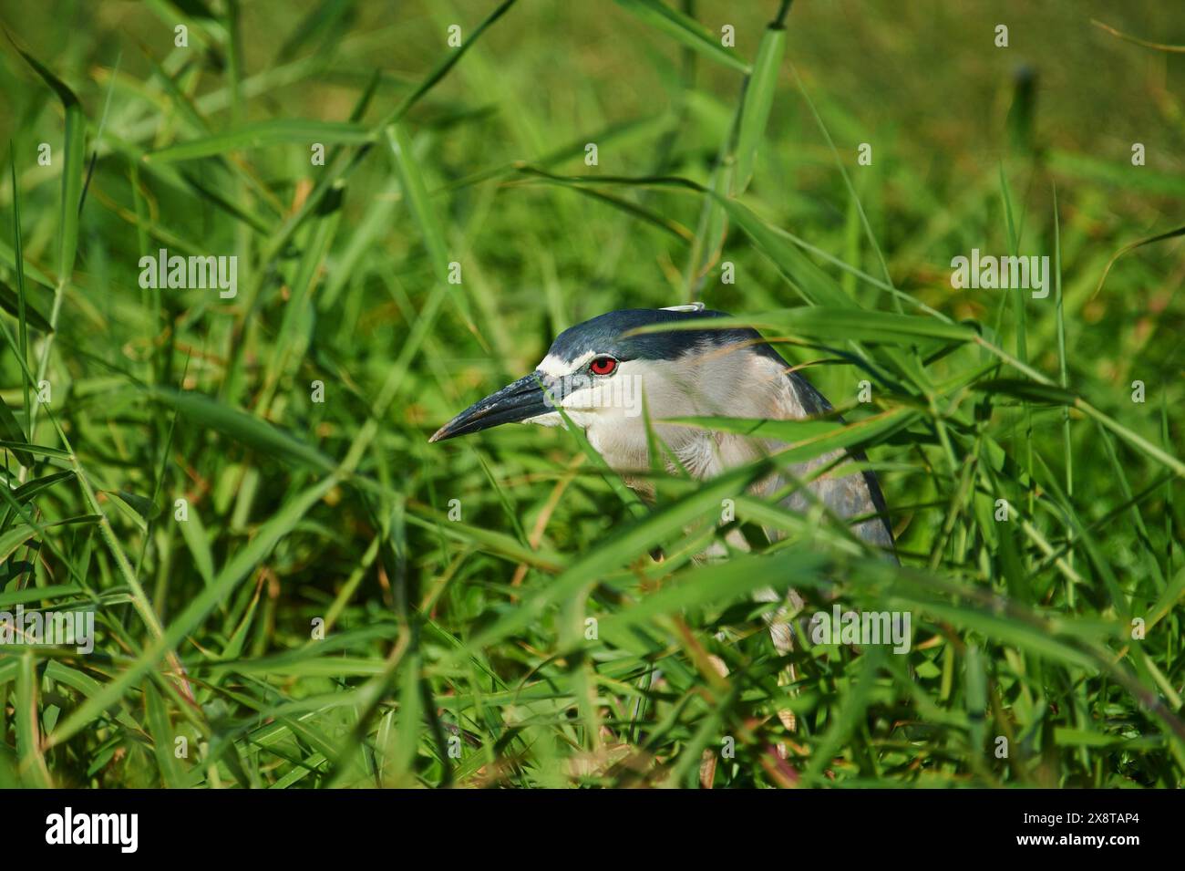 Black-crowned night heron (Nycticorax nycticorax) at the shore of a ...