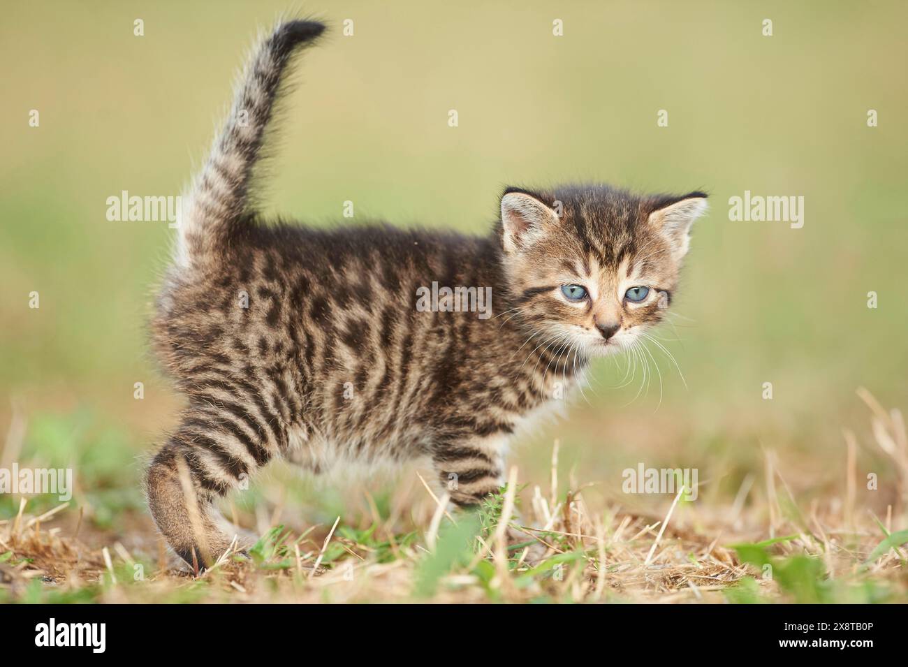 Domestic cat (Felis silvestris catus) cute kitten, five weeks old, on a ...