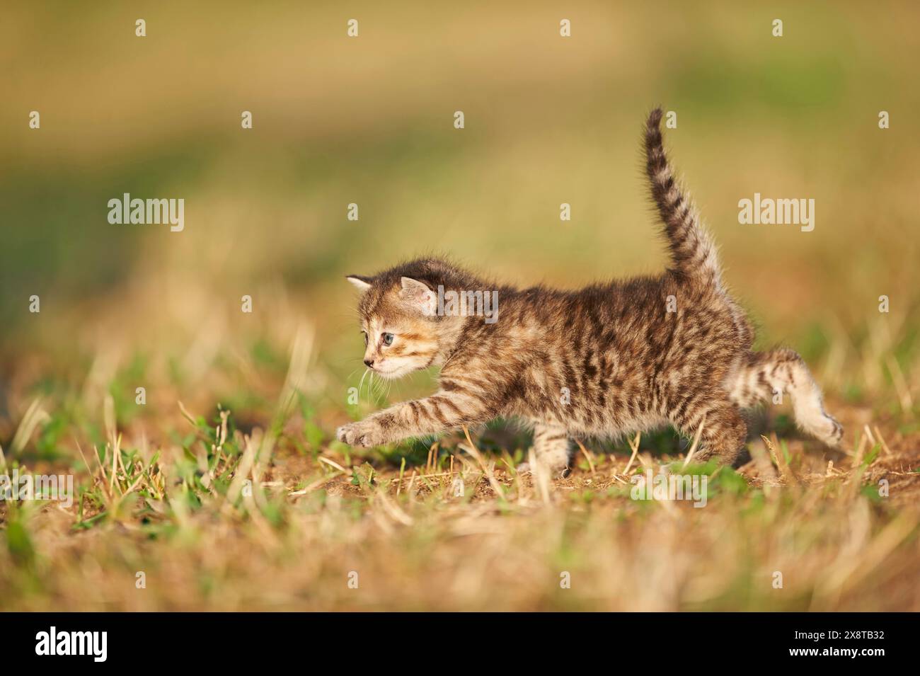 Domestic cat (Felis silvestris catus) cute kitten, five weeks old, on a ...