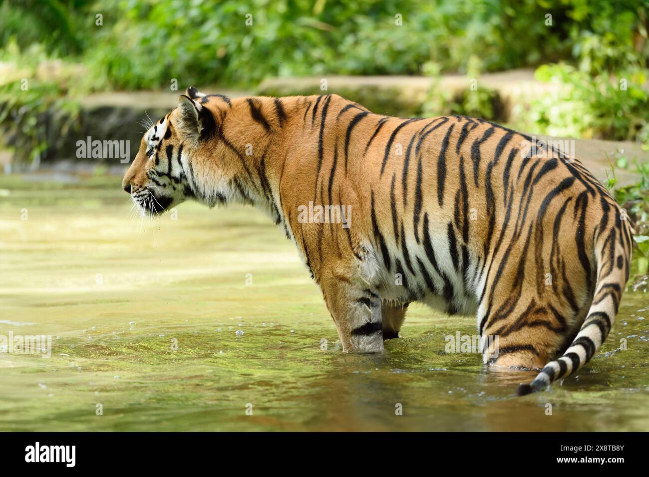 Siberian tiger (Panthera tigris altaica) taking a bath at the shore of ...