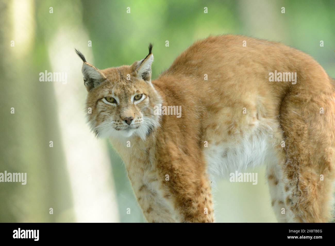 Close-up of a Eurasian lynx (lynx lynx) in a forest in spring, Bavaria ...