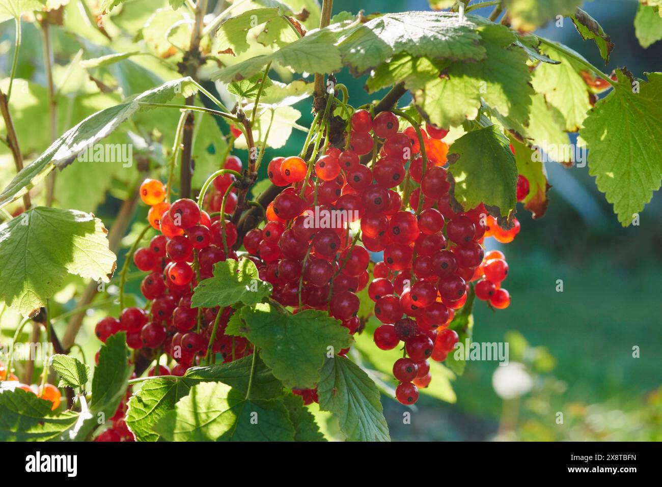 Close-up of redcurrant (Ribes rubrum) fruits in a garden in late summer ...