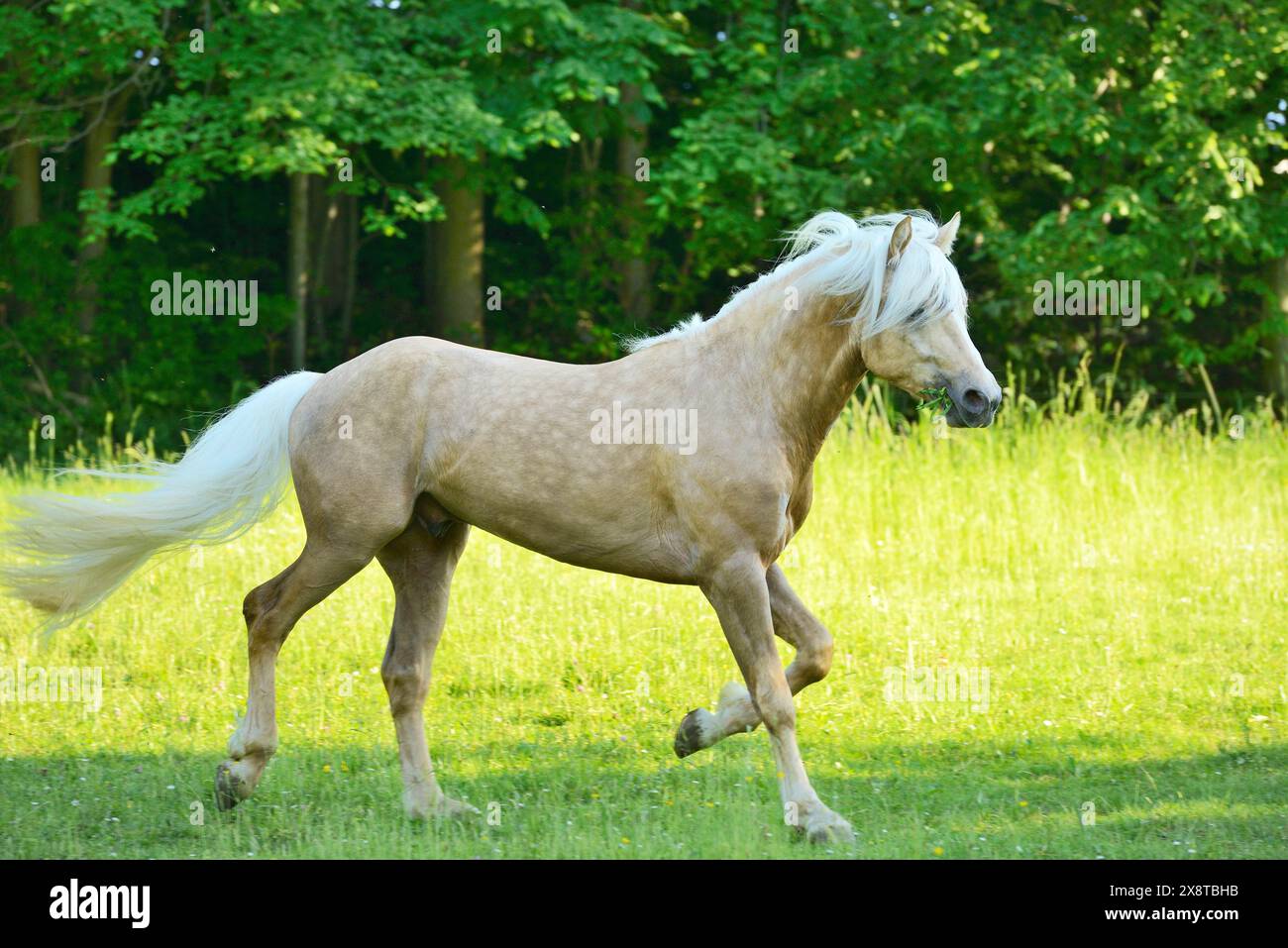 Horse connemara pony stallion hi-res stock photography and images - Alamy