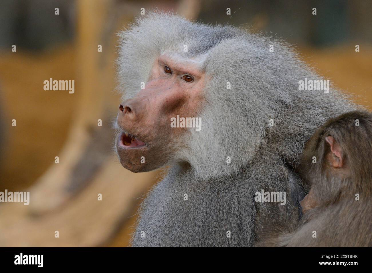 Hamadryas baboon (Papio hamadryas), captive, Zoo Augsburg, Germany ...