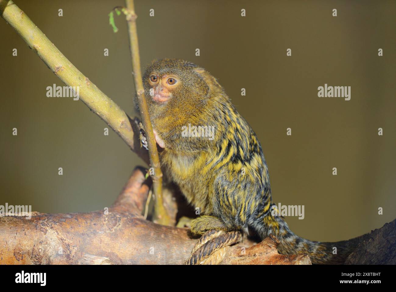 Western pygmy marmoset (Cebuella pygmaea), captive, Zoo Augsburg ...