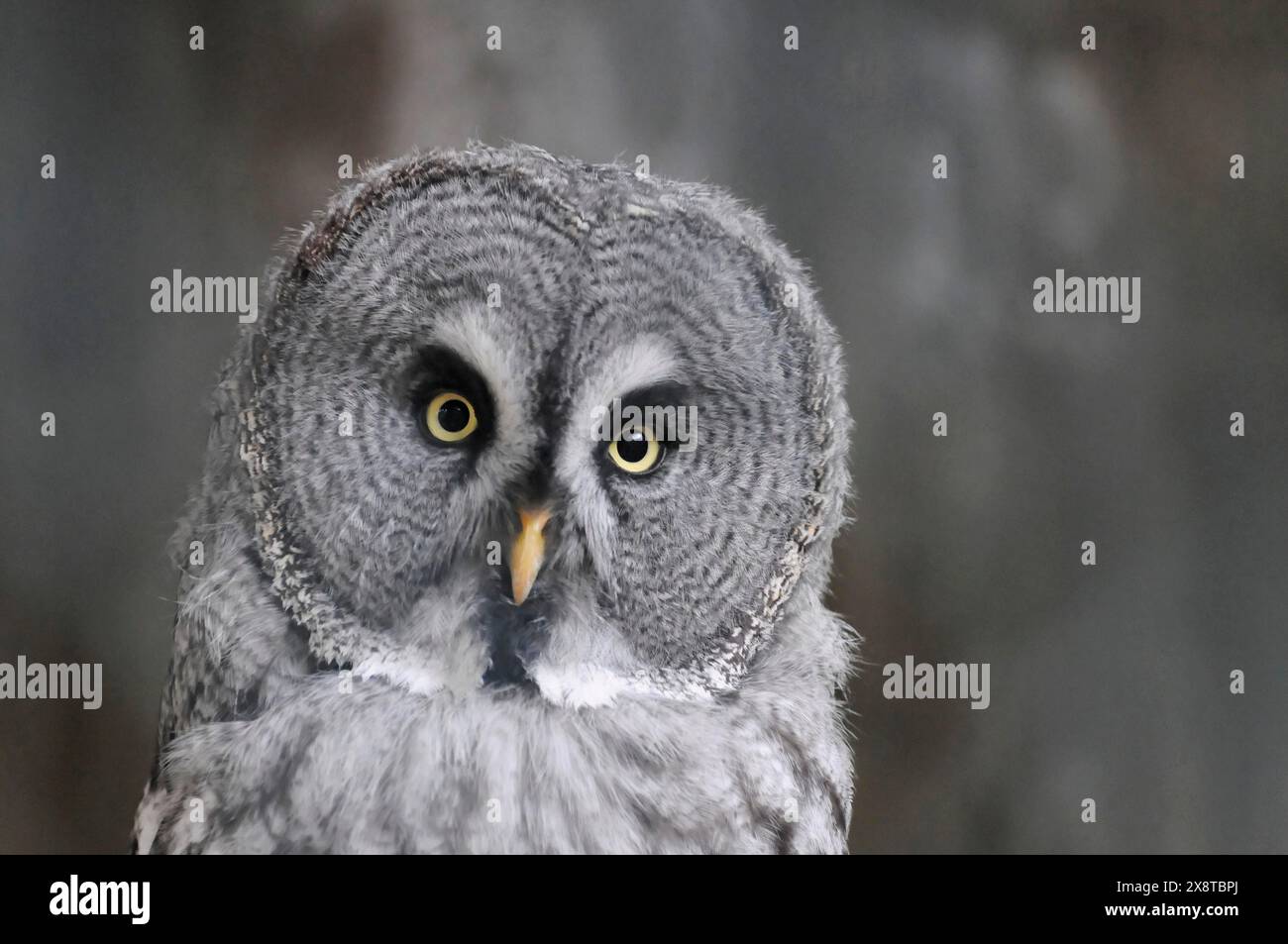 Great grey owl (Strix nebulosa), portrait, With grey plumage and large ...