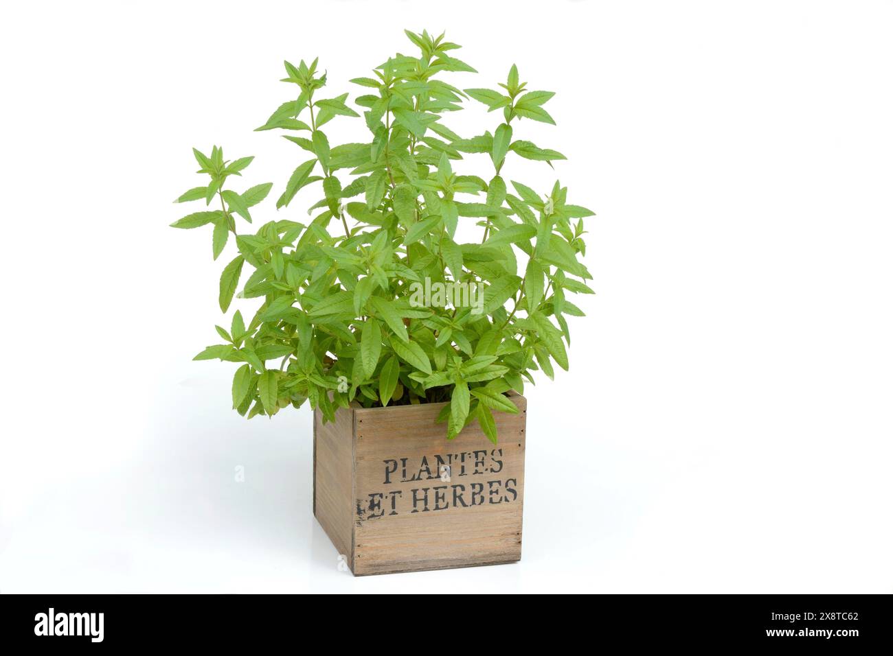 Lemon verbena, plant in pot, Aloysia citrodora Stock Photo - Alamy