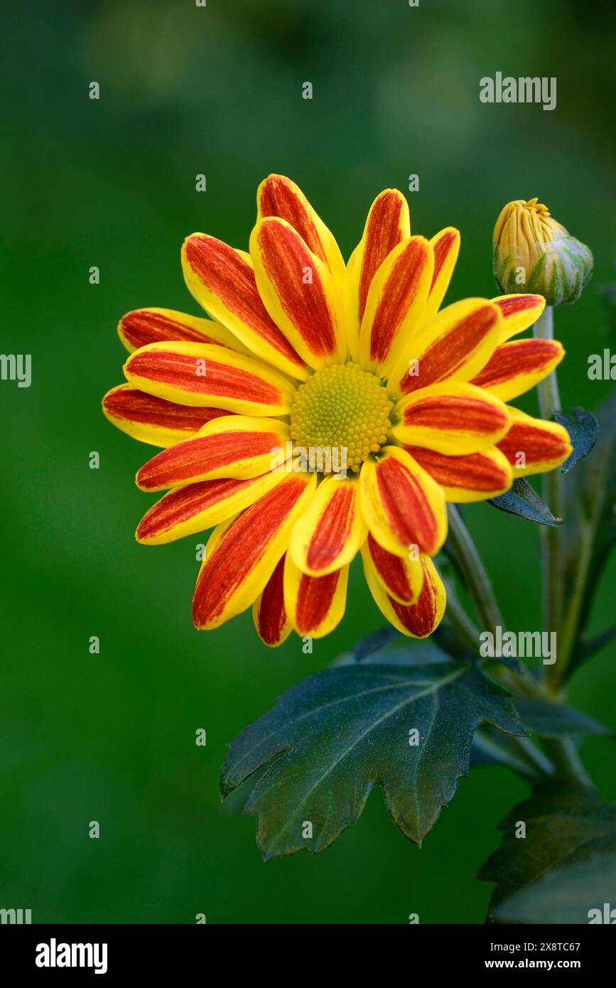 Flower of the autumn chrysanthemum, Dendranthema indicum orange Stock ...