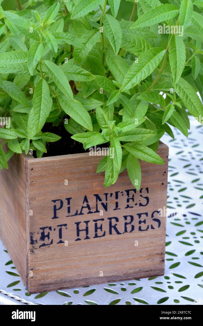 Lemon verbena, plant in pot, Aloysia citrodora Stock Photo - Alamy