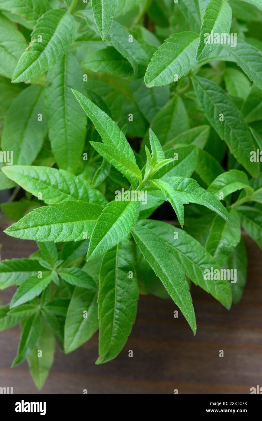 Lemon verbena, plant in pot, Aloysia citrodora Stock Photo - Alamy
