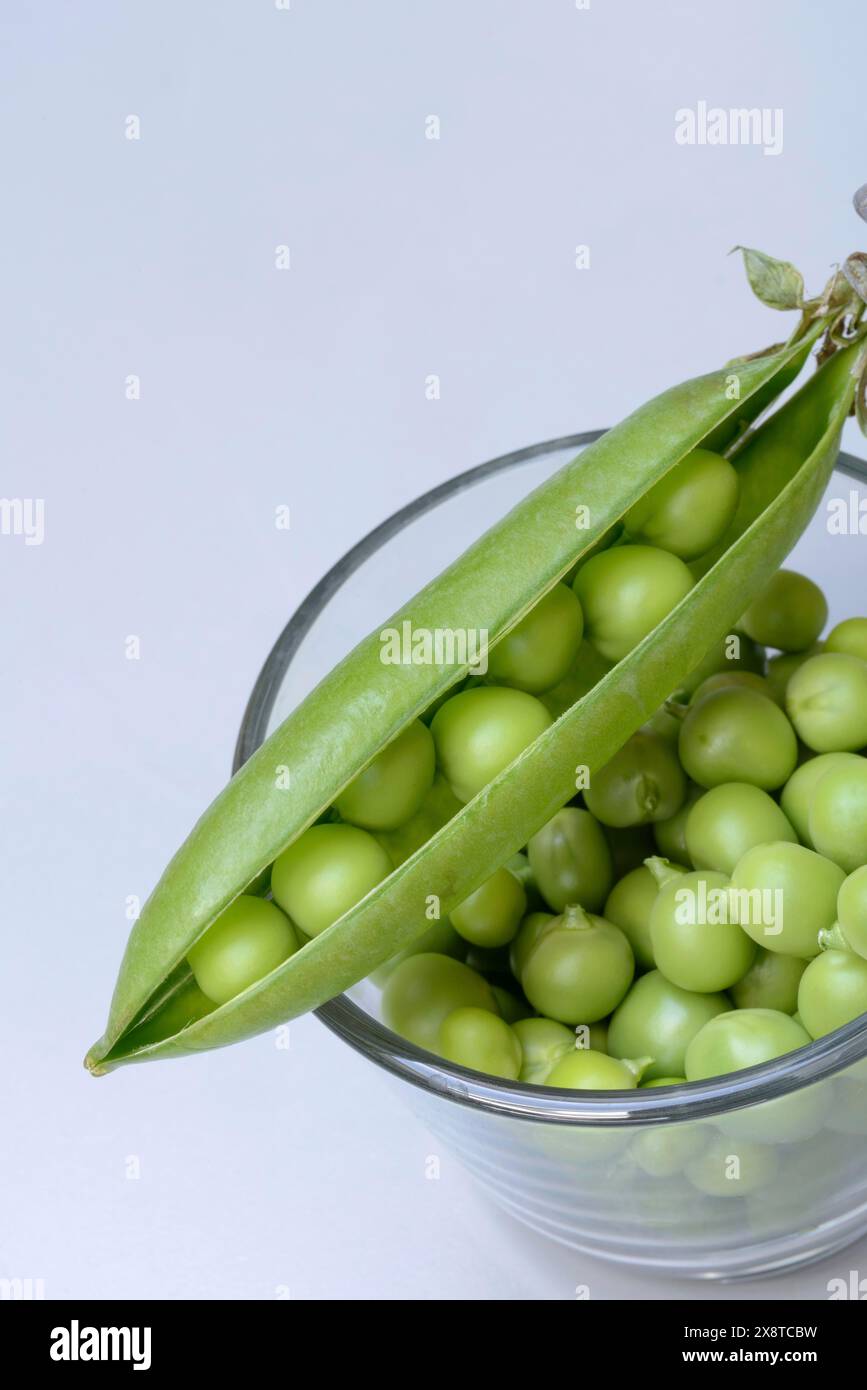 Fresh green peas in shell and pea pod, Pisum sativum Stock Photo - Alamy