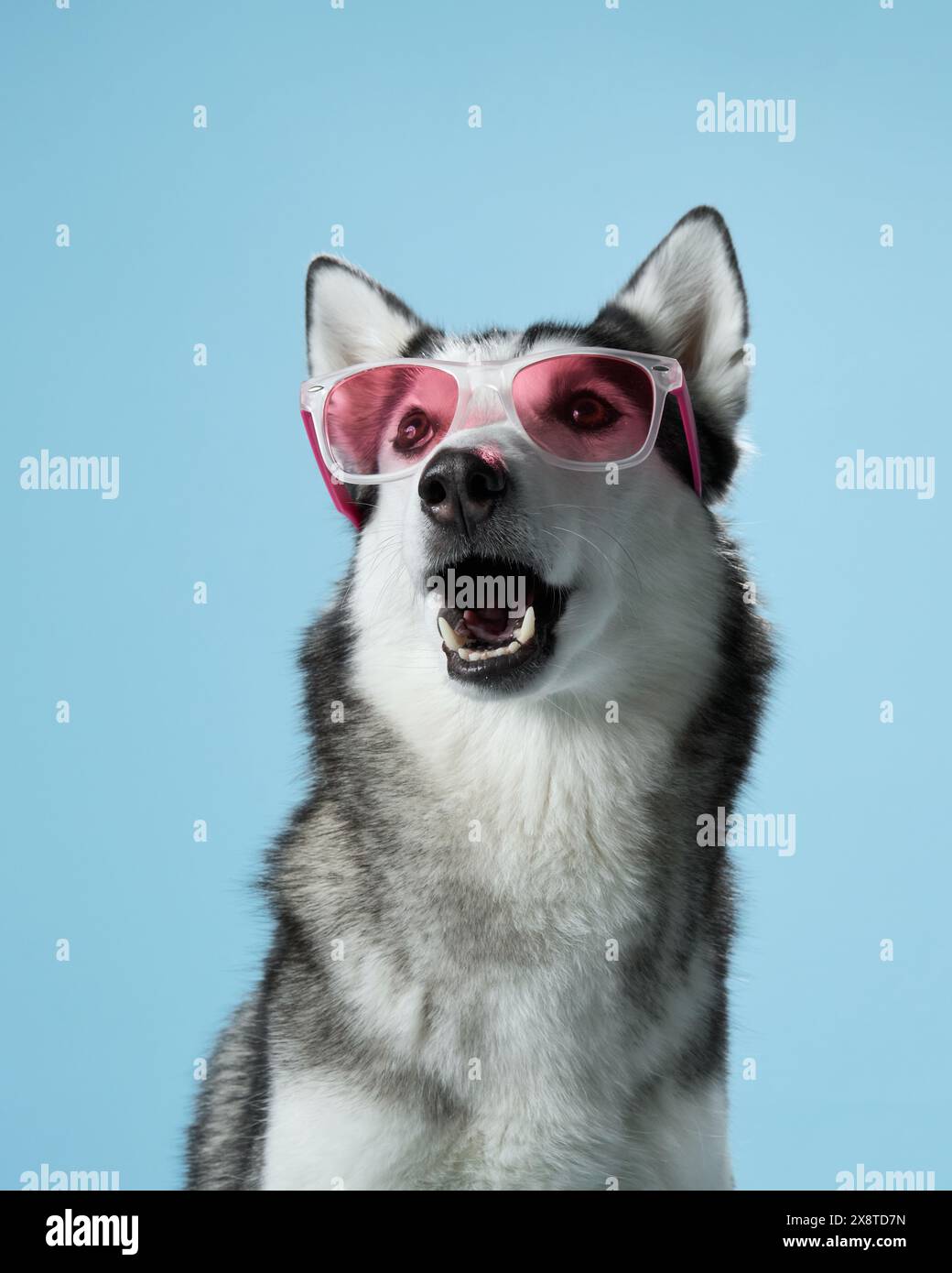 A Siberian Husky dog with striking blue eyes dons pink sunglasses in a ...