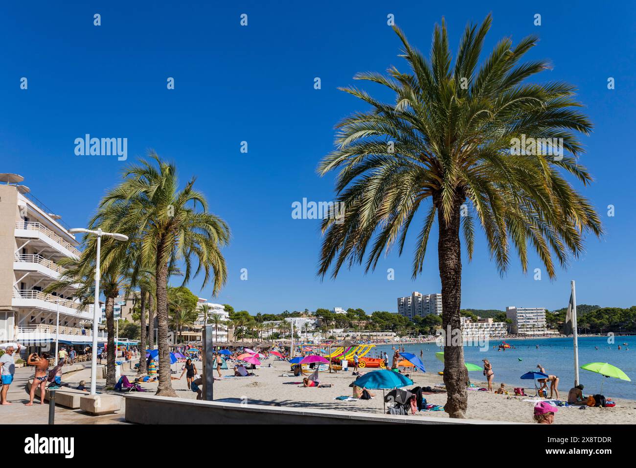 Palm trees on the beach in Peguera, Paguera, Mallorca, Balearic Islands ...
