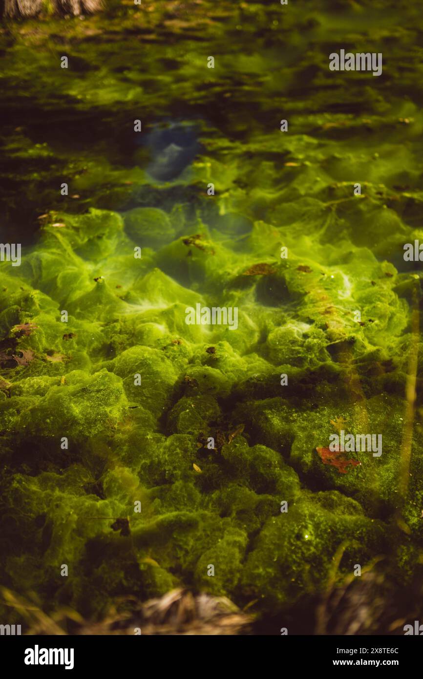 Algae deposits in a lake in Rotorua, New Zealand Stock Photo - Alamy