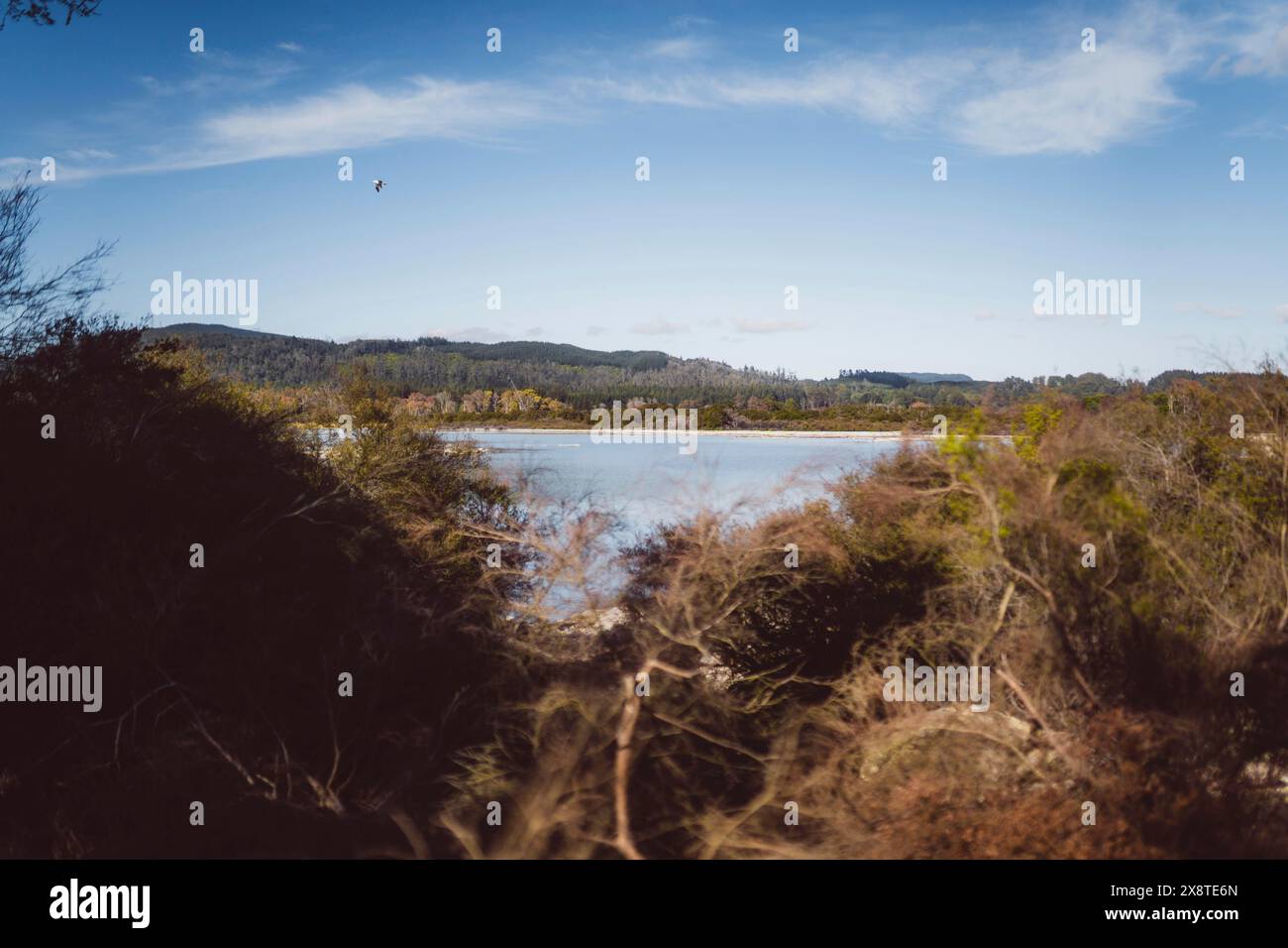 New zealand nature rotorua hi-res stock photography and images - Alamy